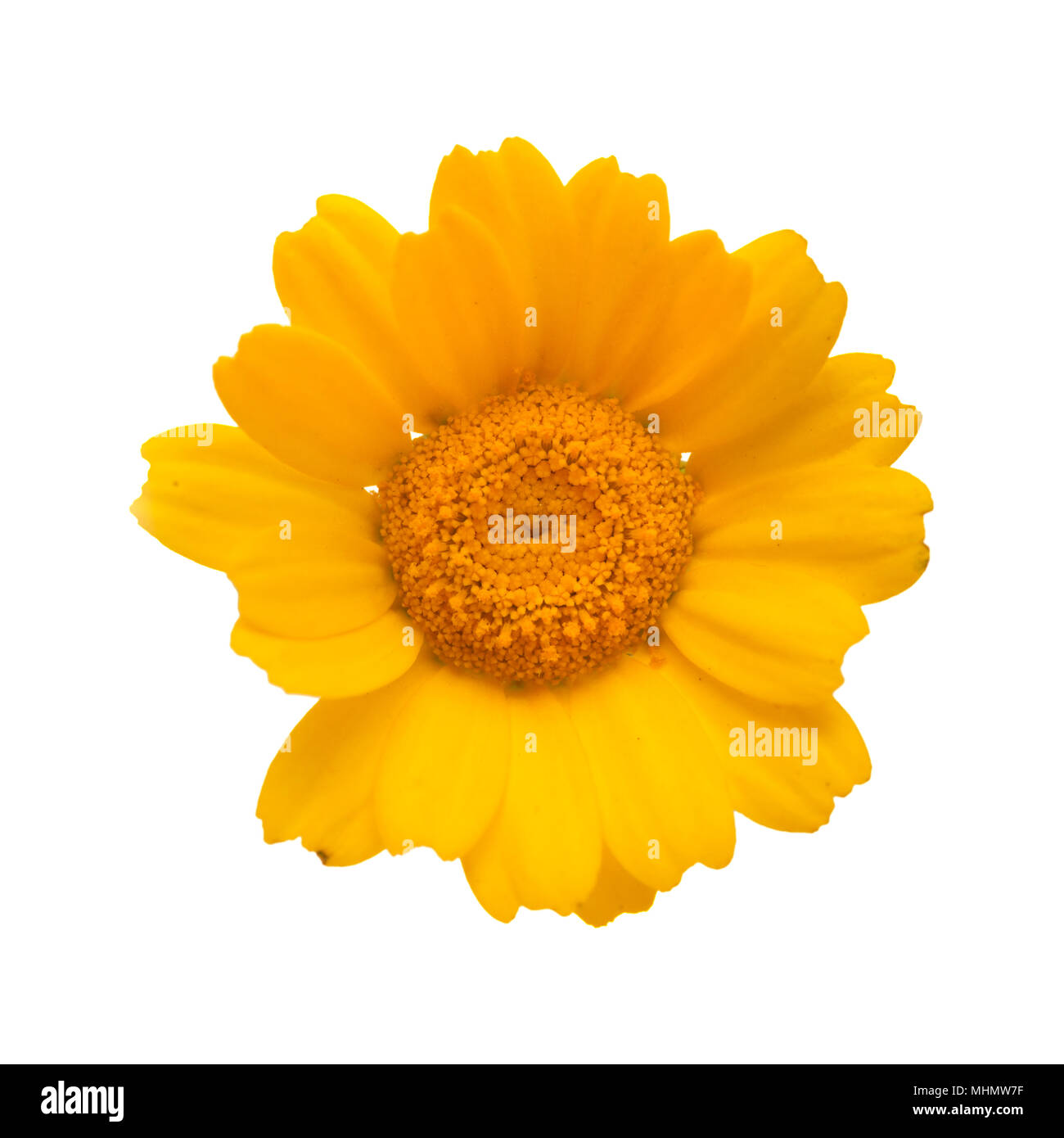 single All-yellow garland chrysanthemum isolated on white background ...