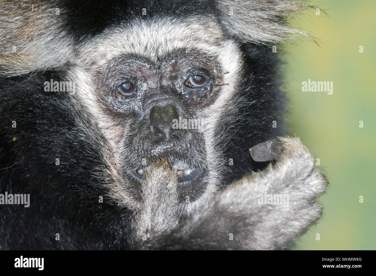 white and black capucin monkey portrait Stock Photo - Alamy