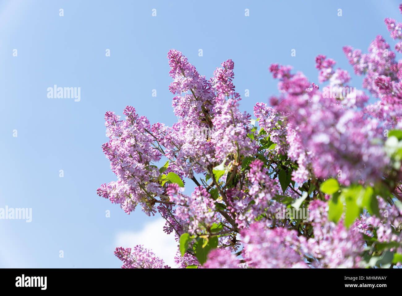 Lilac branch hi-res stock photography and images - Alamy