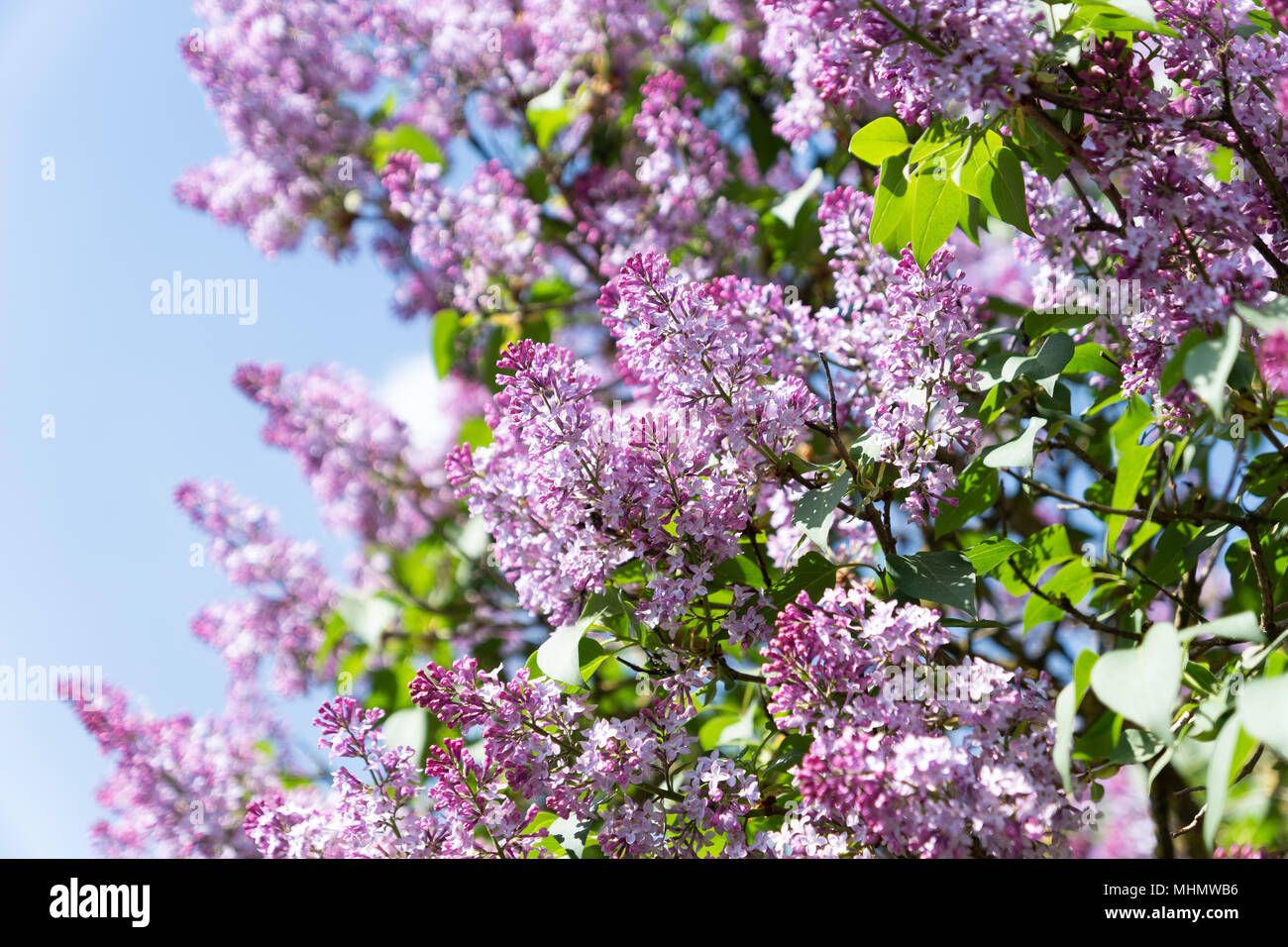 Lilac branch hi-res stock photography and images - Alamy