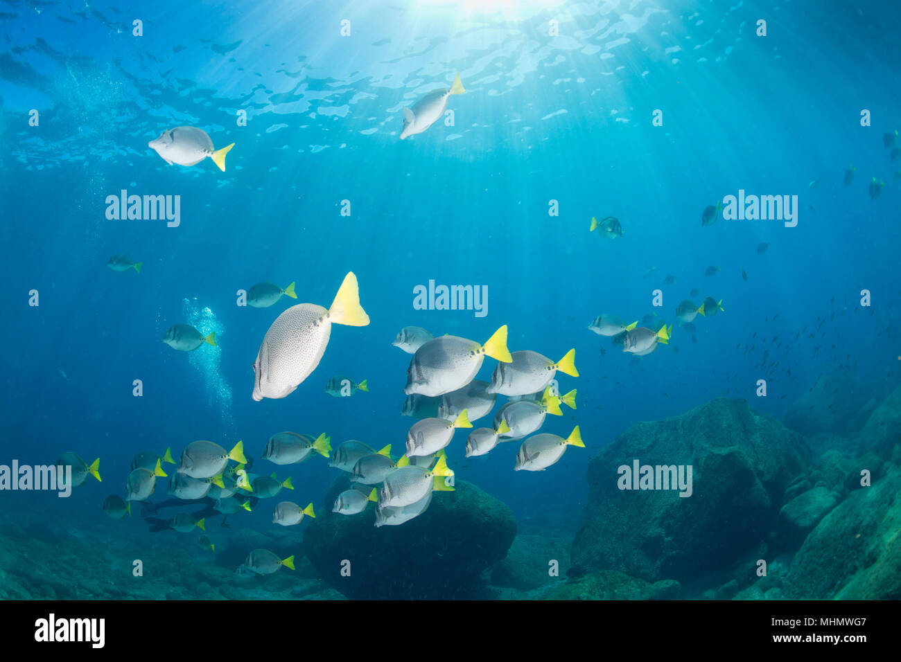 Inside a rabbit fish school in the deep blue sea background Stock Photo ...