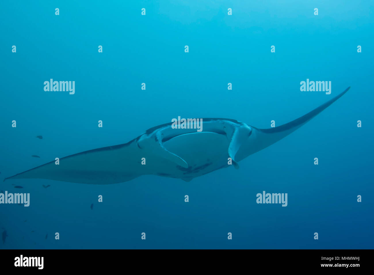 An isolated Manta coming to you in the blue background Stock Photo - Alamy