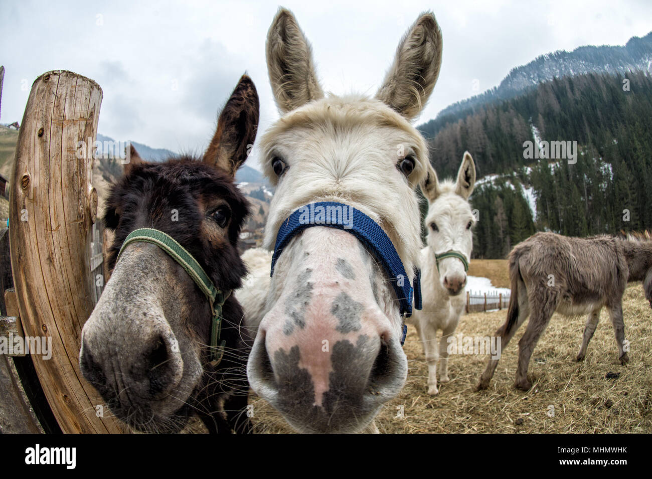 mule donkey portrait close up on mountain background Stock Photo - Alamy
