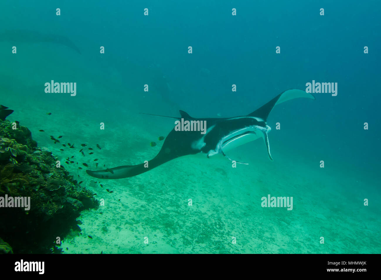 An isolated Manta in the blue and sand background Stock Photo - Alamy