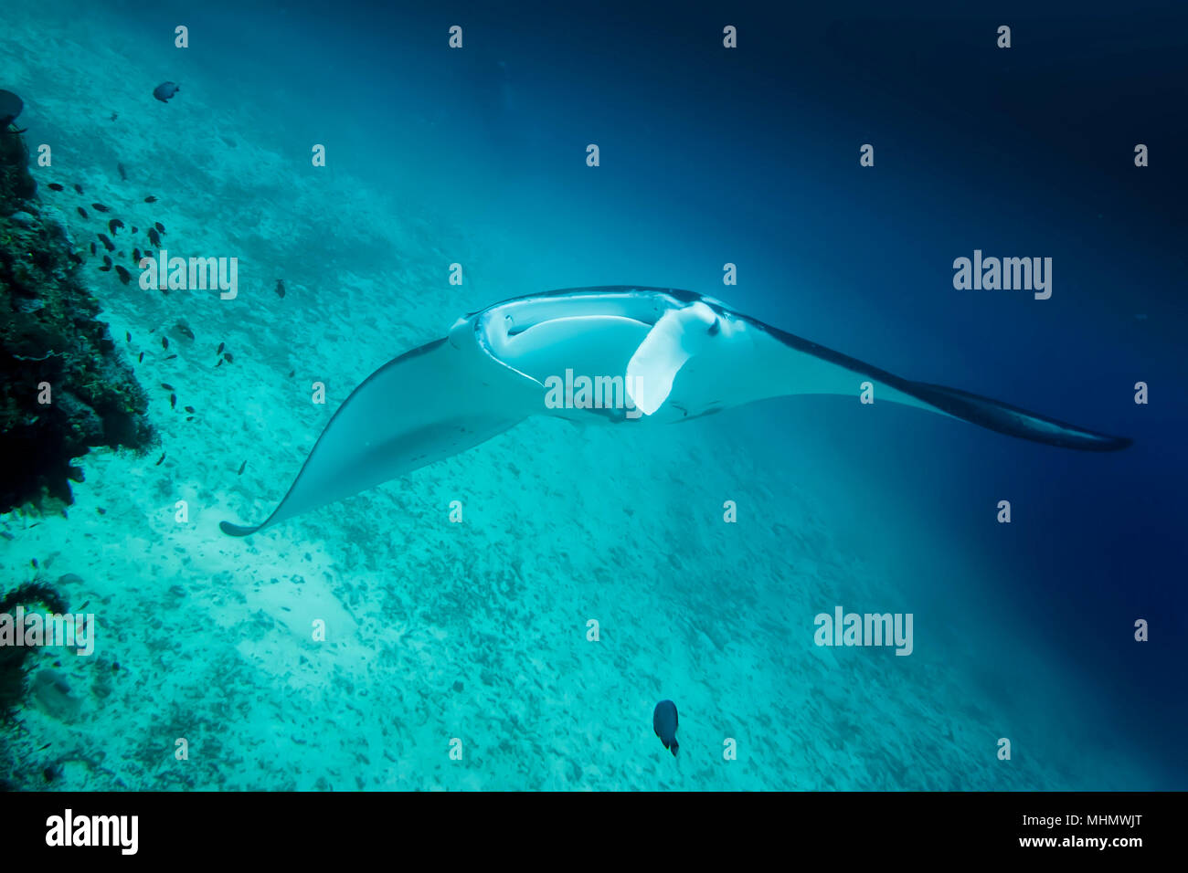 An isolated Manta in the blue and sand background Stock Photo - Alamy