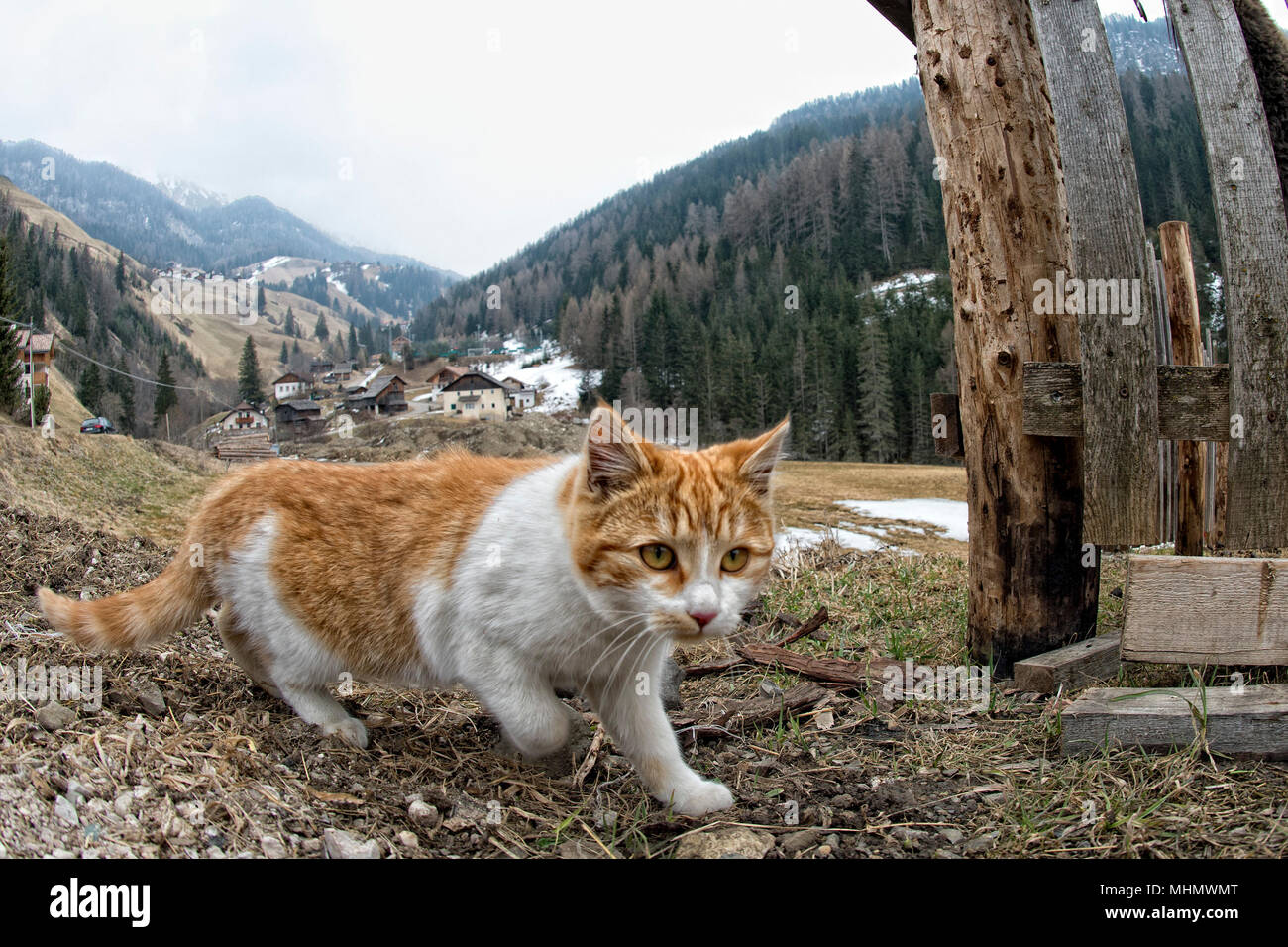 cat hunting in the grass background Stock Photo - Alamy