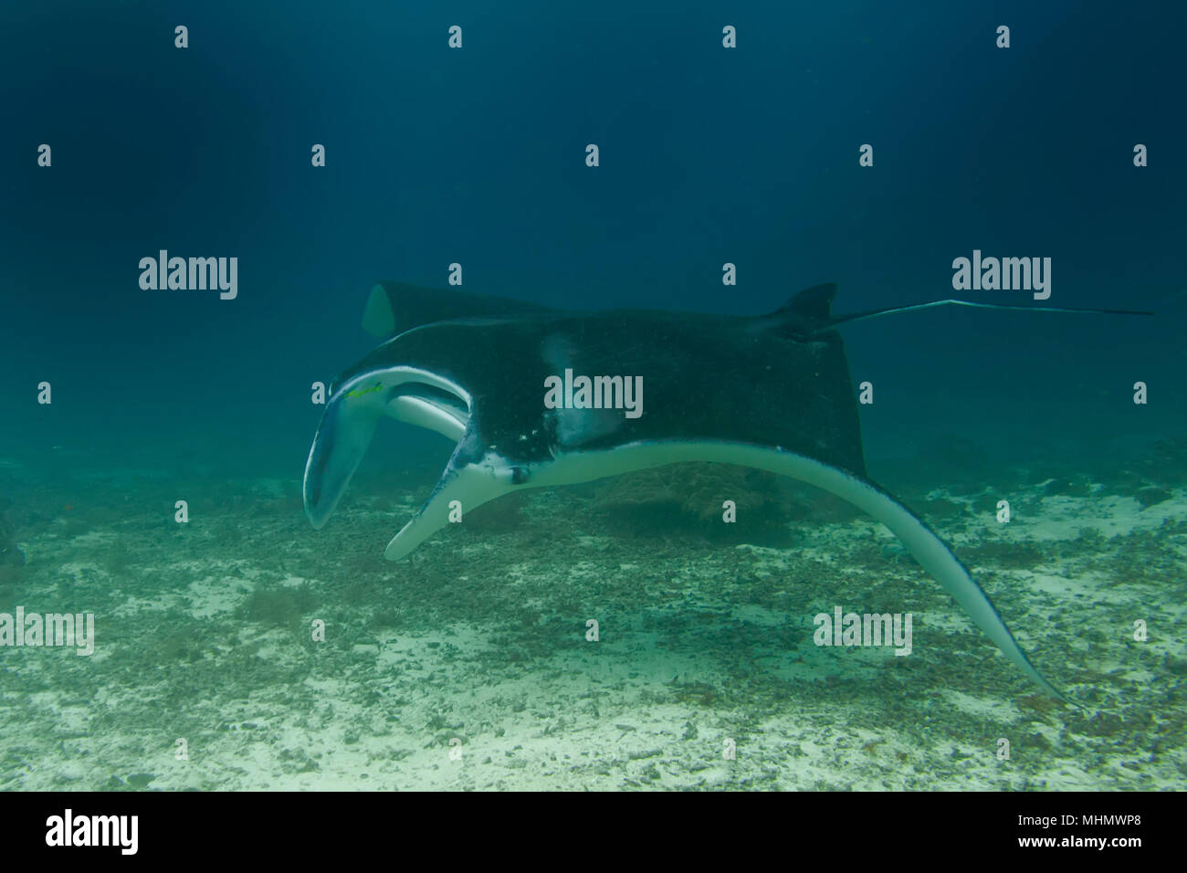 An isolated Manta in the blue and sand background Stock Photo - Alamy