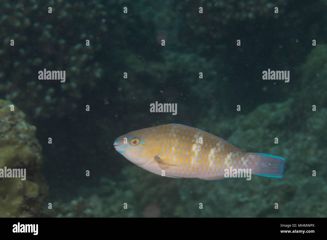 An isolated colorful grouper in the blue background Stock Photo - Alamy
