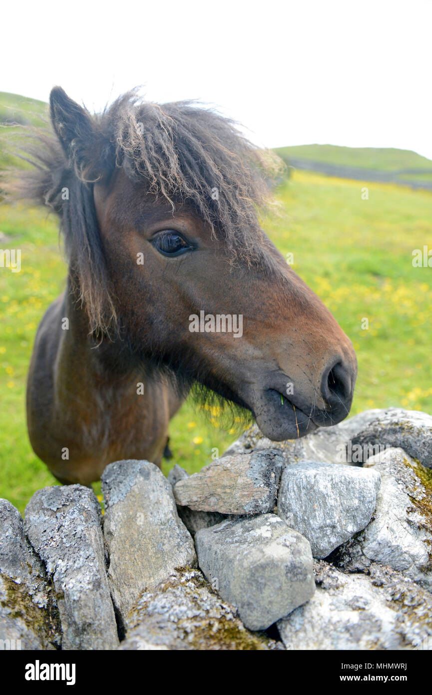 Pony wall hi-res stock photography and images - Alamy