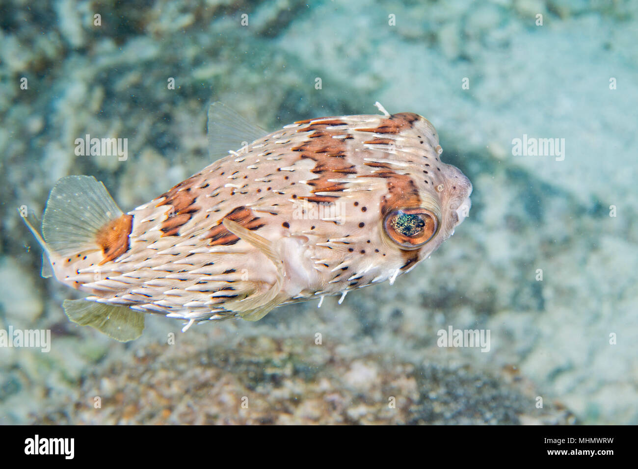 box fish in the reef background Stock Photo - Alamy