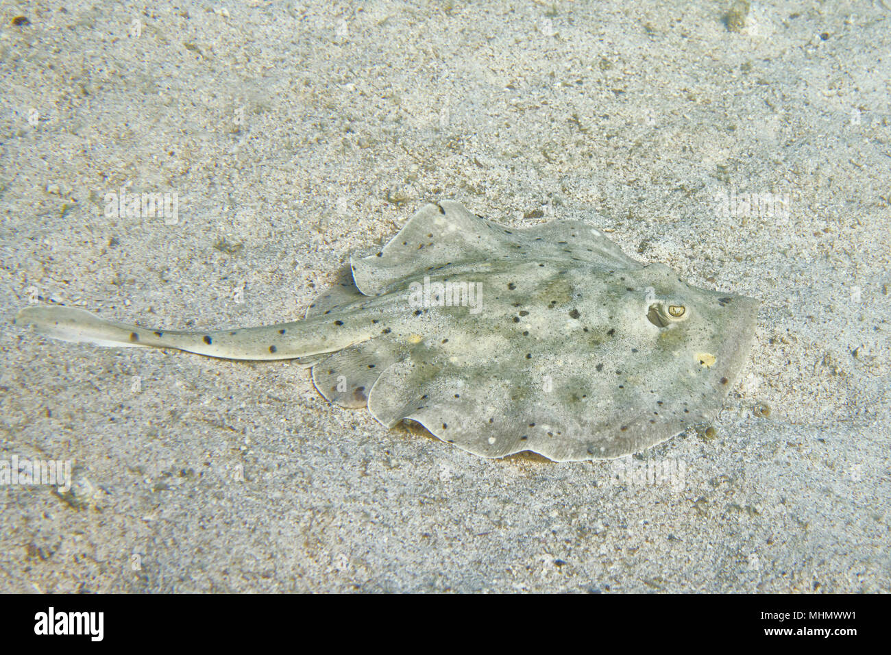 parsnip stingray fish on sand underwater Stock Photo - Alamy