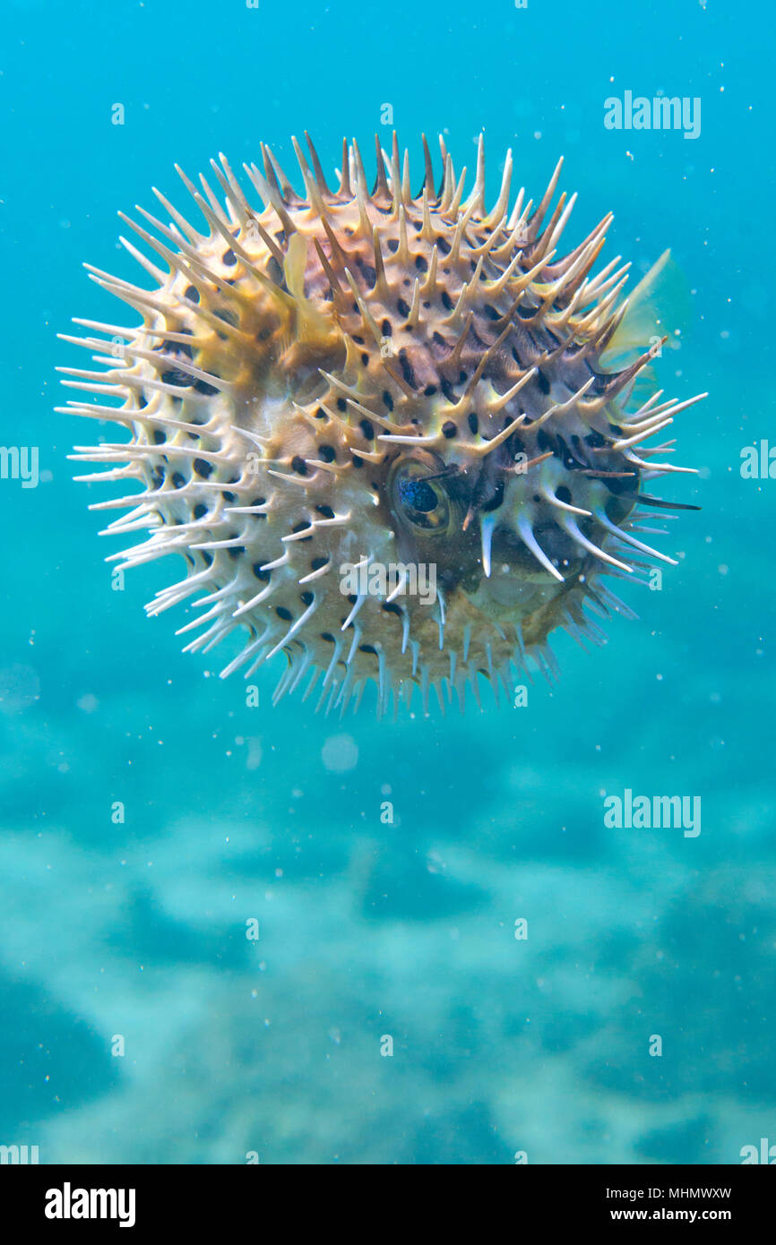 Inflated porcupine ball fish underwater Stock Photo - Alamy