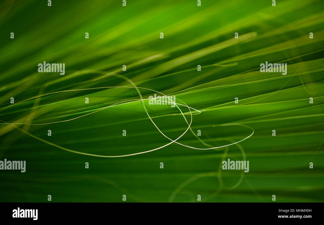 Close up fanning palm leaf hi-res stock photography and images - Alamy