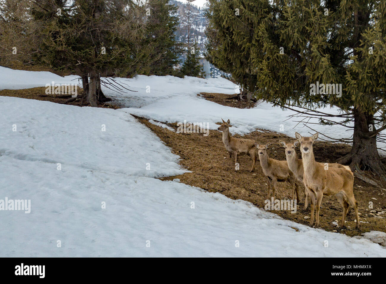 Deer wild aerial view hi-res stock photography and images - Alamy