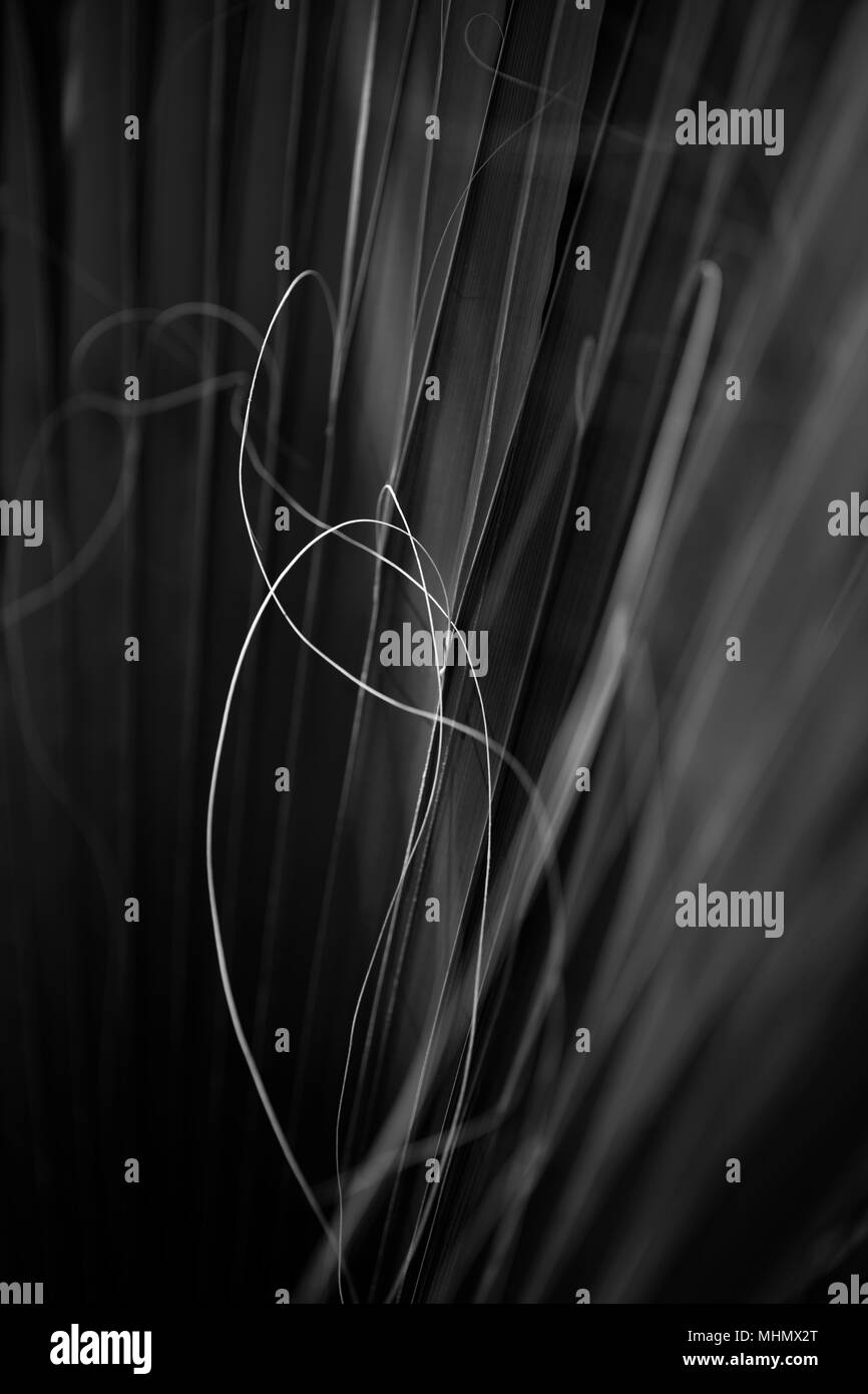 Close up fanning palm leaf hi-res stock photography and images - Alamy