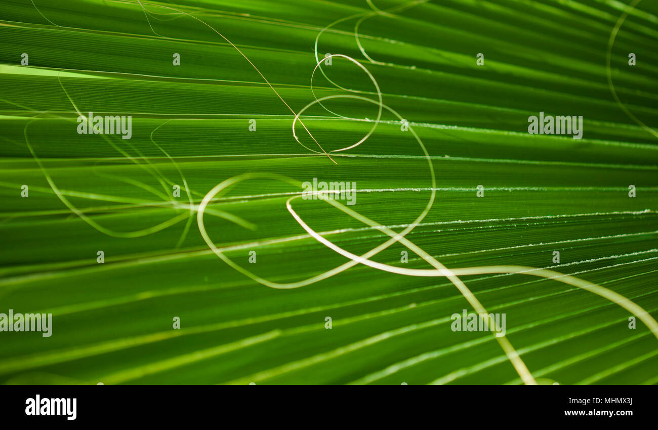 Close up fanning palm leaf hi-res stock photography and images - Alamy