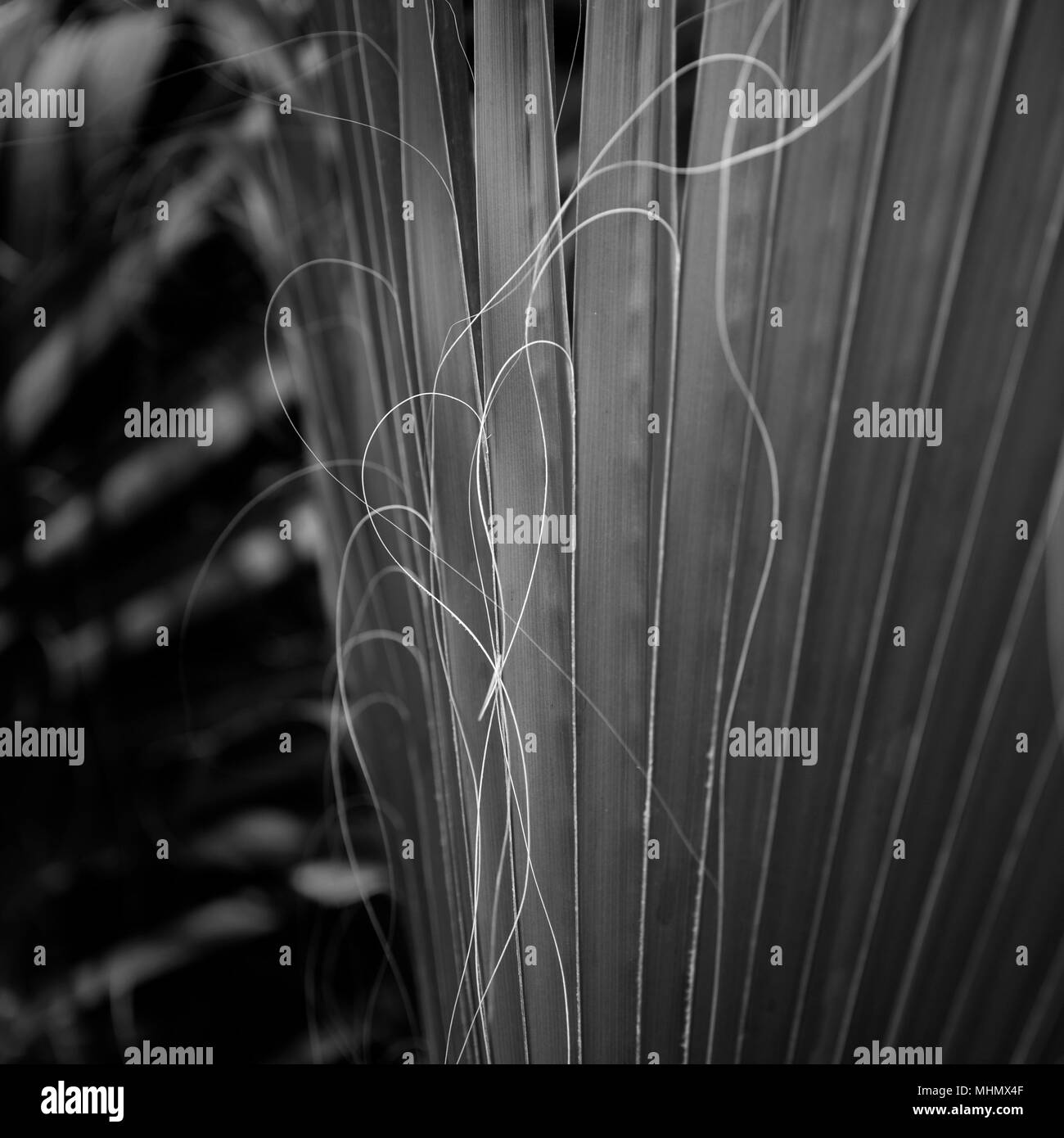 Close up fanning palm leaf hi-res stock photography and images - Alamy