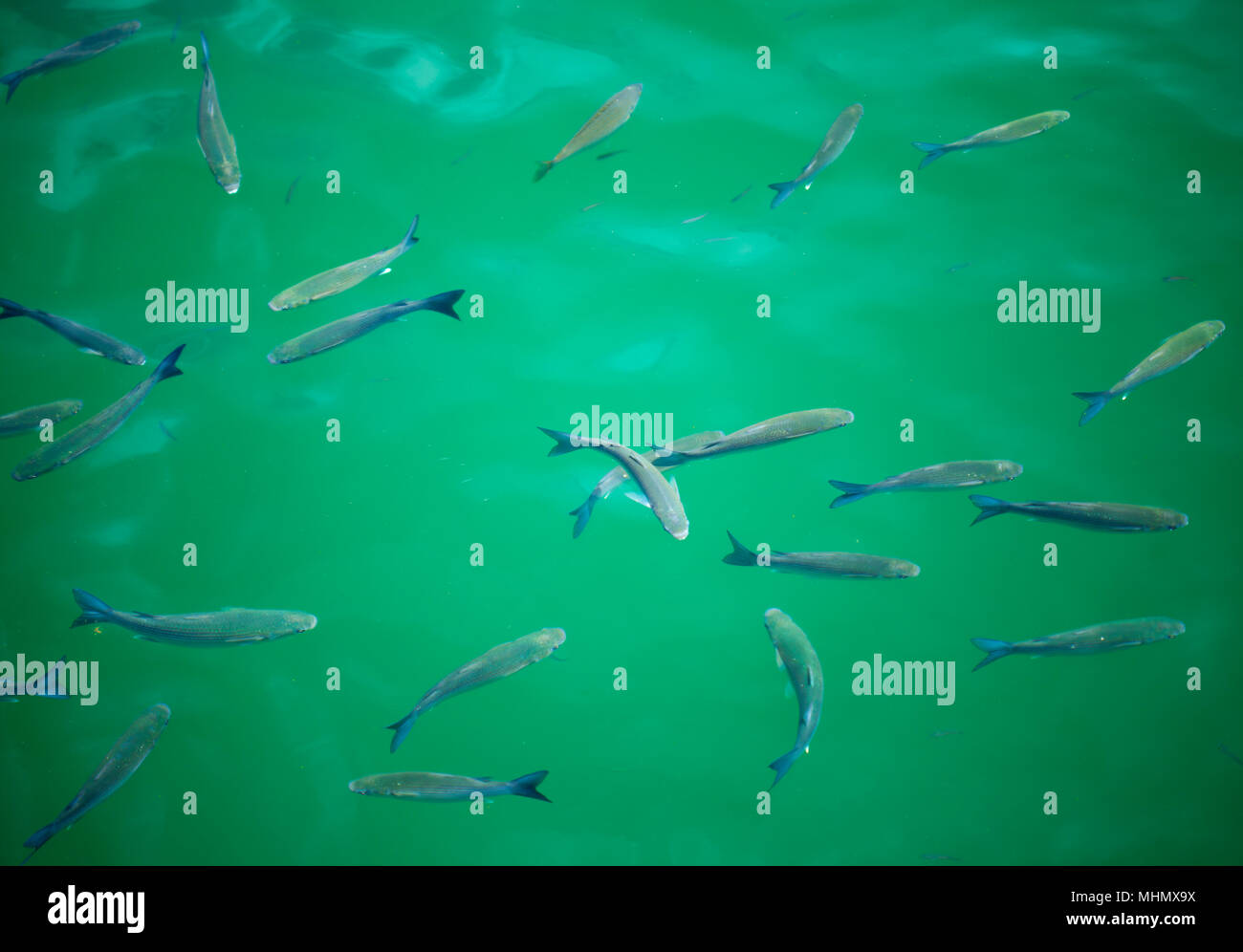 Shot from above sea fish hi-res stock photography and images - Alamy