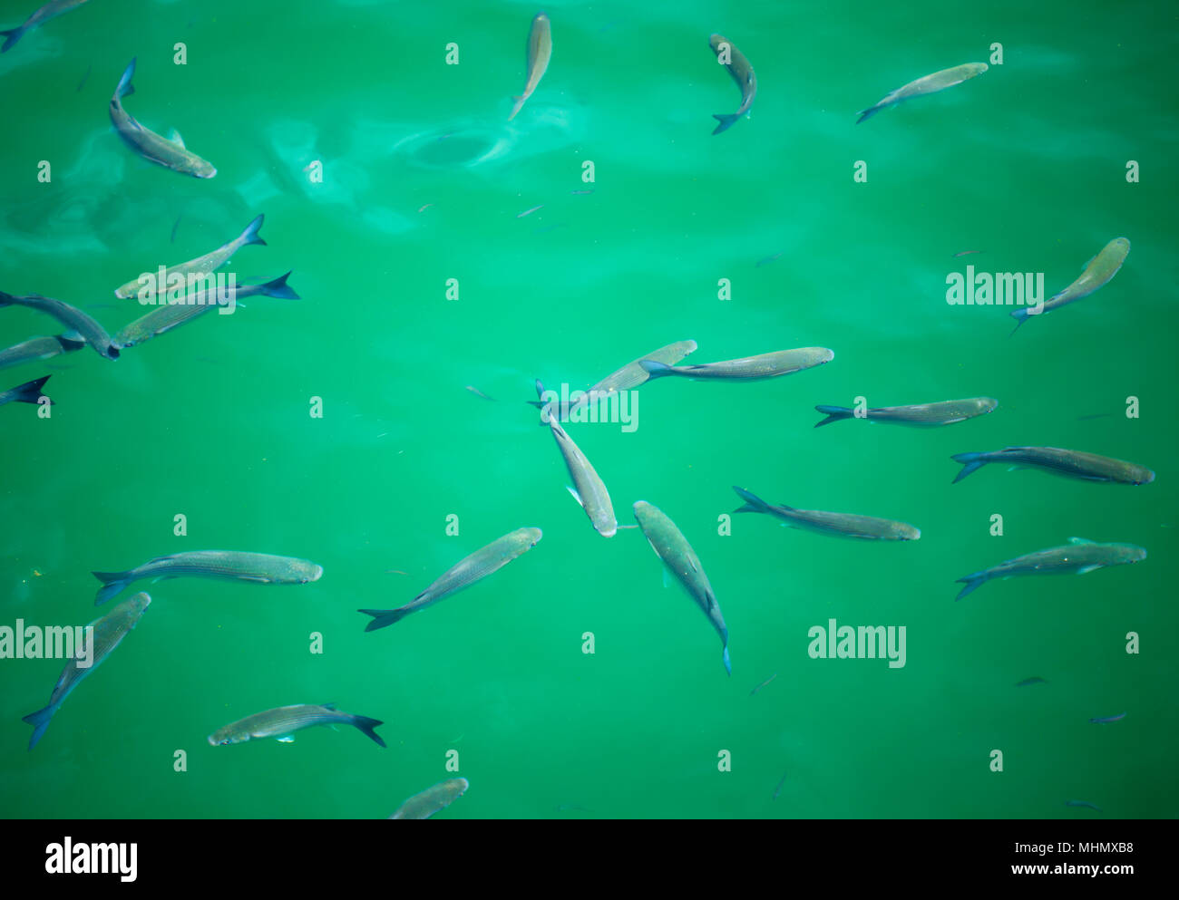 fish in water, shot from above, natural background Stock Photo - Alamy