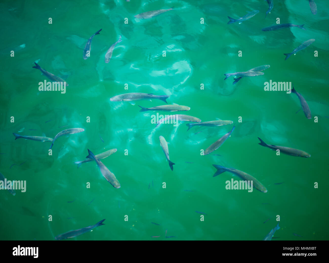 Fish from above hi-res stock photography and images - Alamy