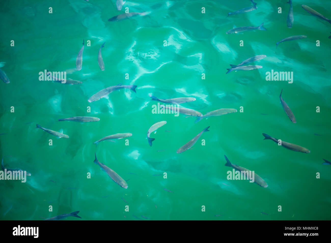 fish in water, shot from above, natural background Stock Photo - Alamy