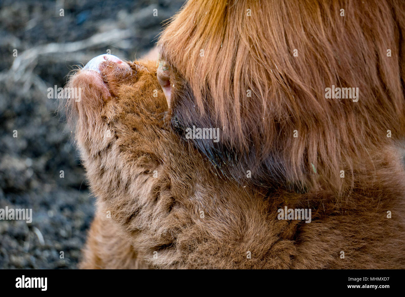 newborn Highlander scotland hairy cow mother and calf nose detail Stock ...
