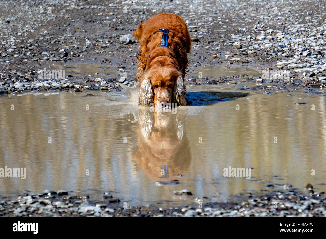 Dog reflection on a pool Stock Photo - Alamy
