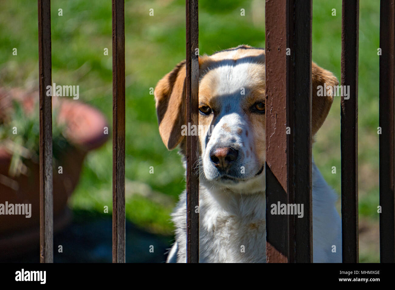 sad caged dog looking at you Stock Photo - Alamy