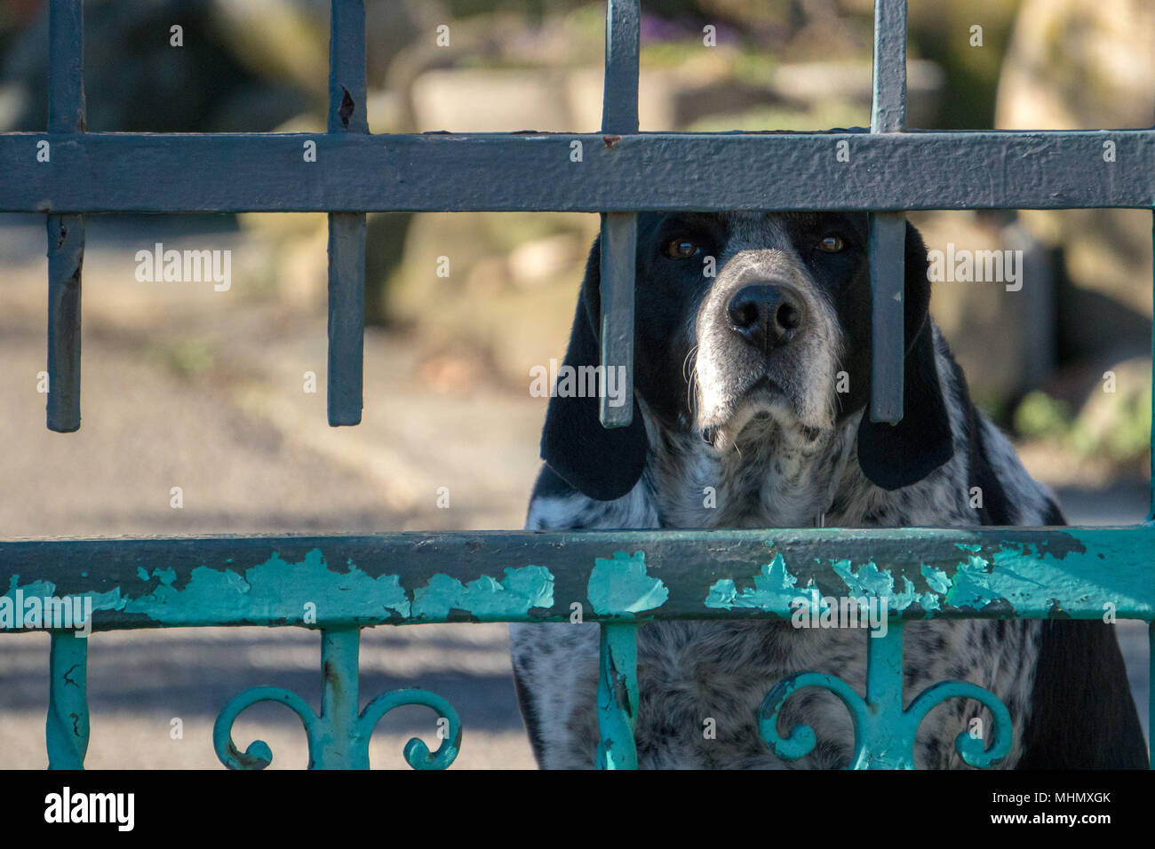sad caged dog looking at you Stock Photo - Alamy