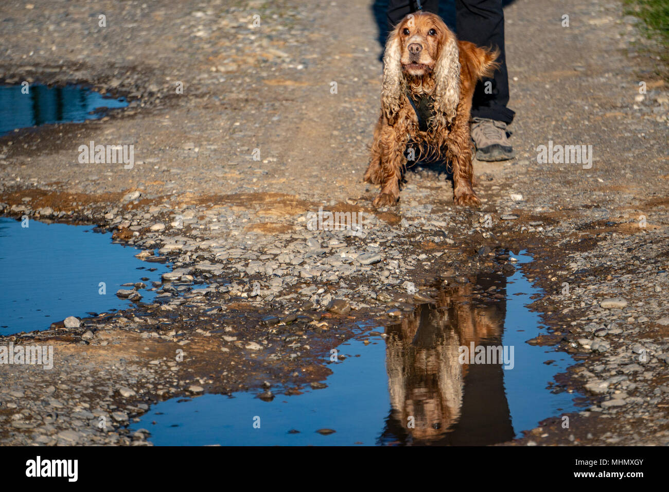 Dog reflection on a pool Stock Photo - Alamy