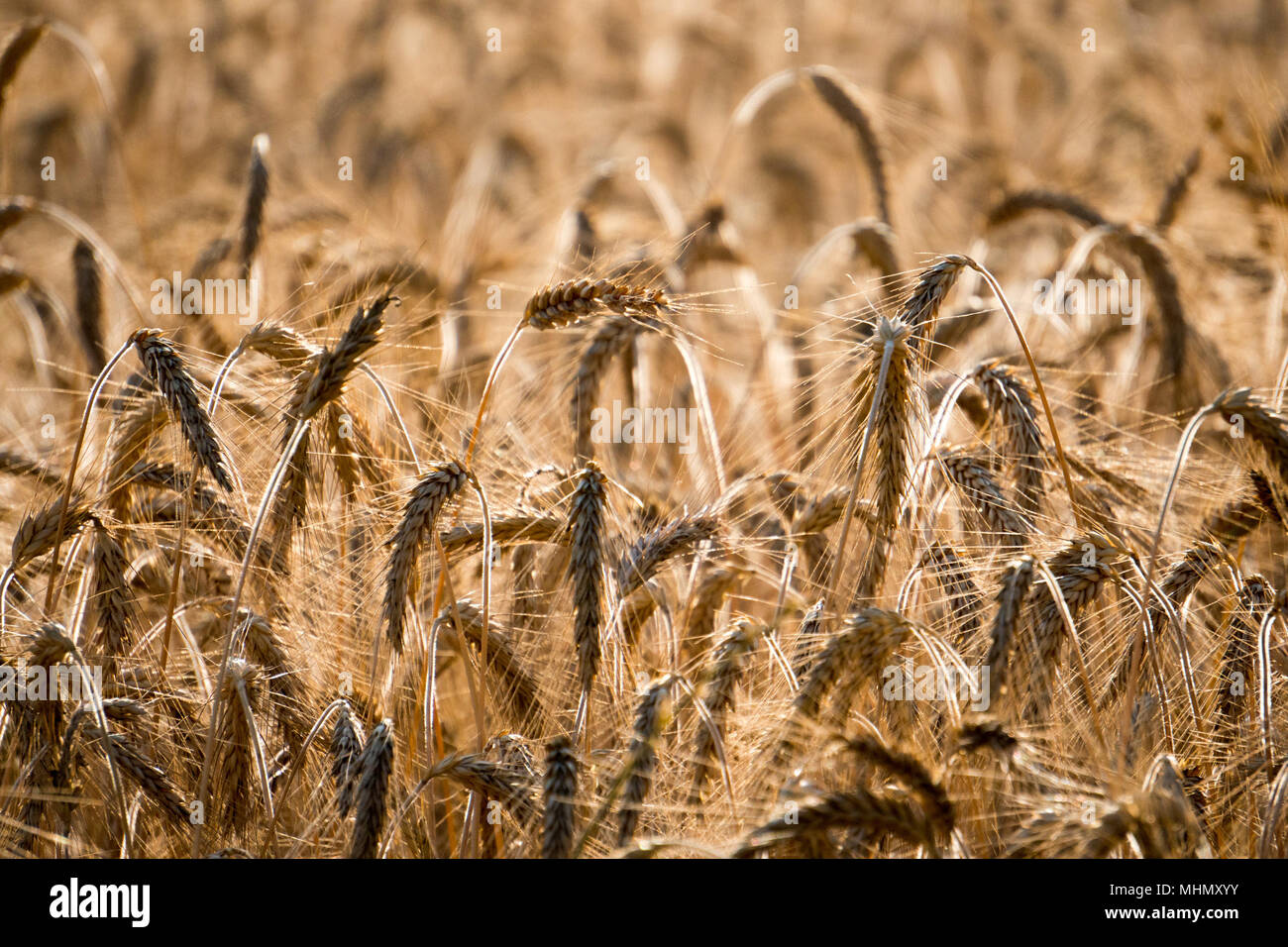 Mature Grain wheat field in summer time view Stock Photo - Alamy