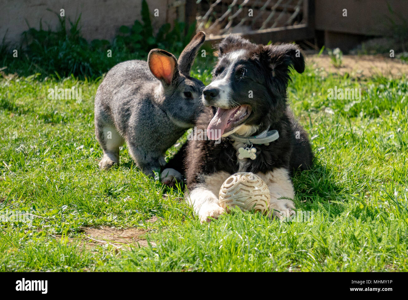 rabbit bunny and dog playing together Stock Photo - Alamy