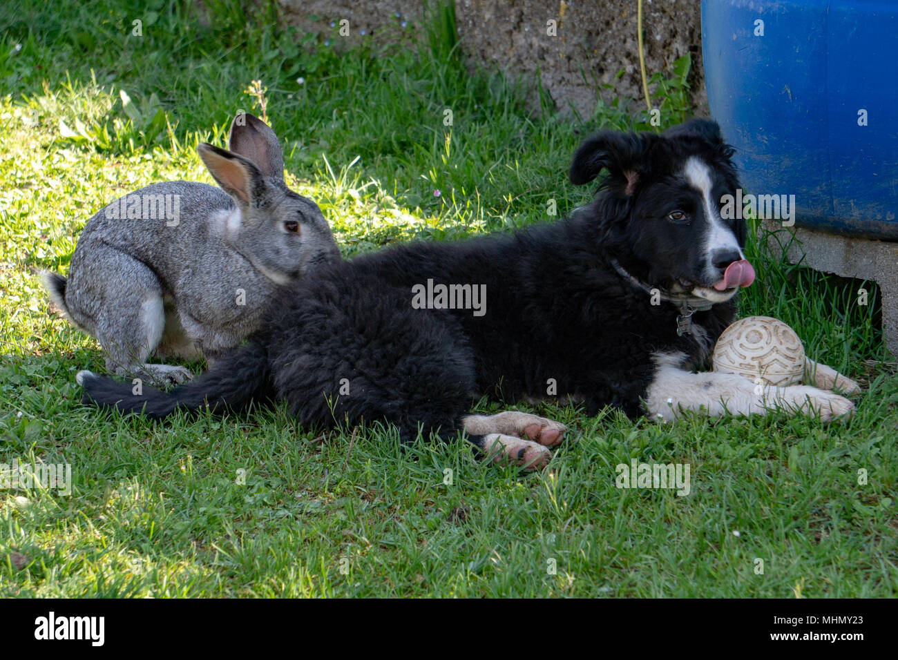 rabbit bunny and dog playing together Stock Photo - Alamy