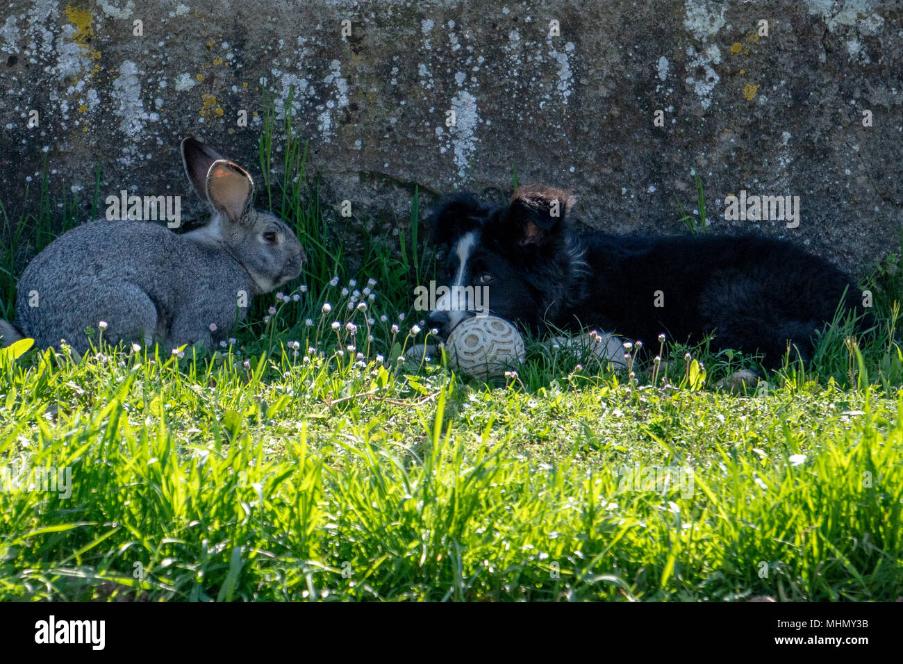 rabbit bunny and dog playing together Stock Photo - Alamy