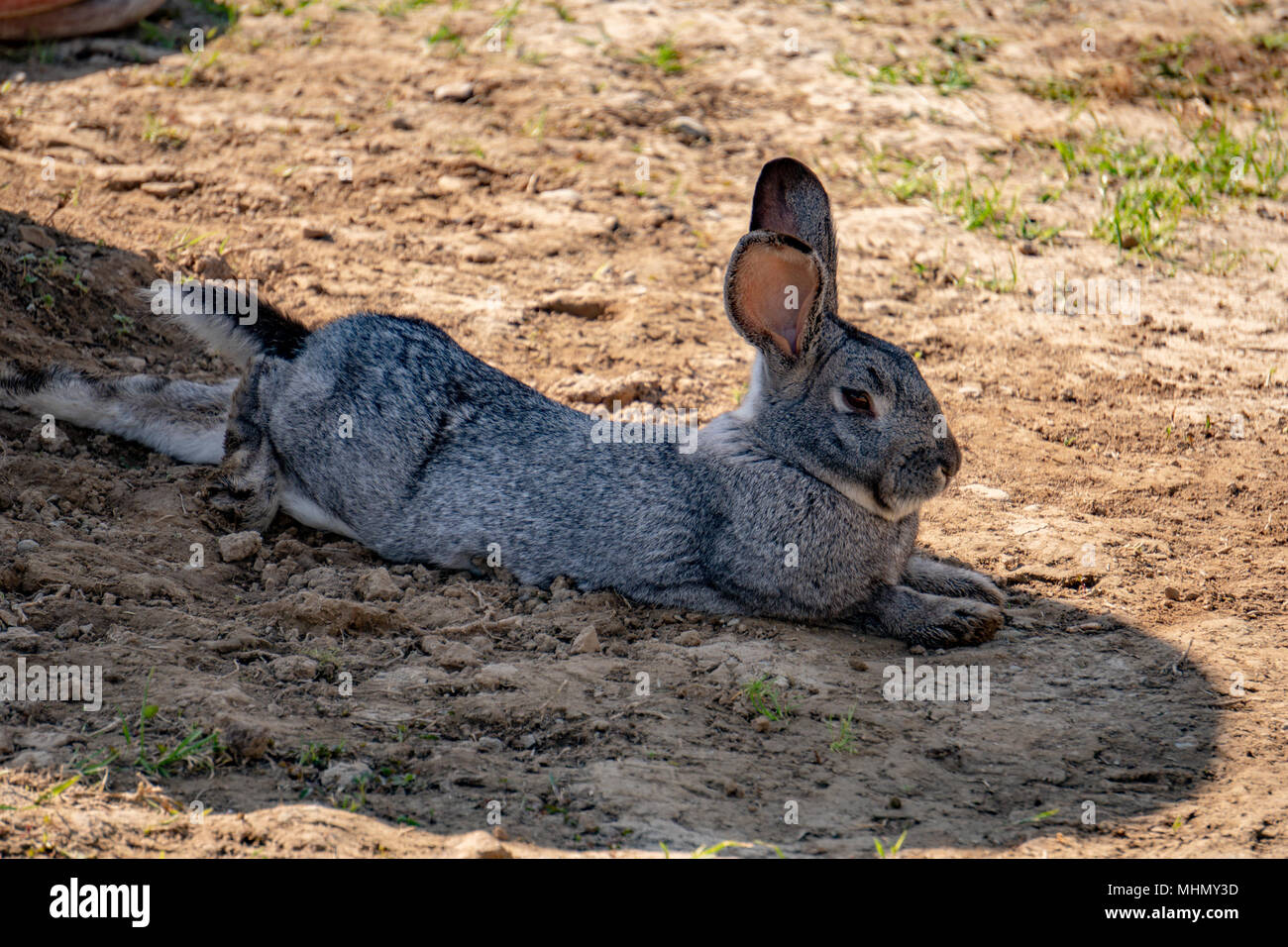 bunny rabbit portrait in a farm detail Stock Photo - Alamy