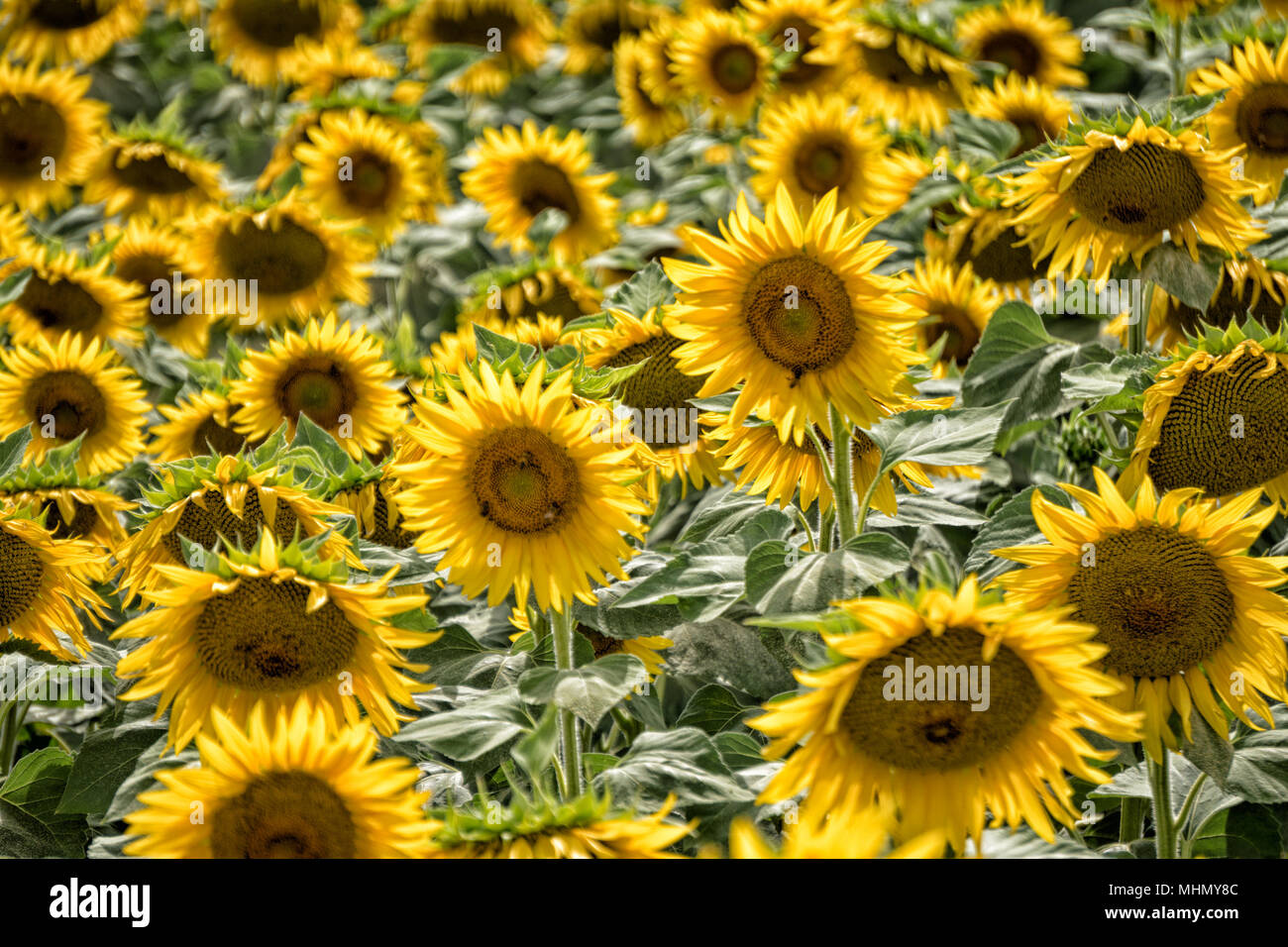 natural sunflower fields aerial view landscape with drone Stock Photo ...
