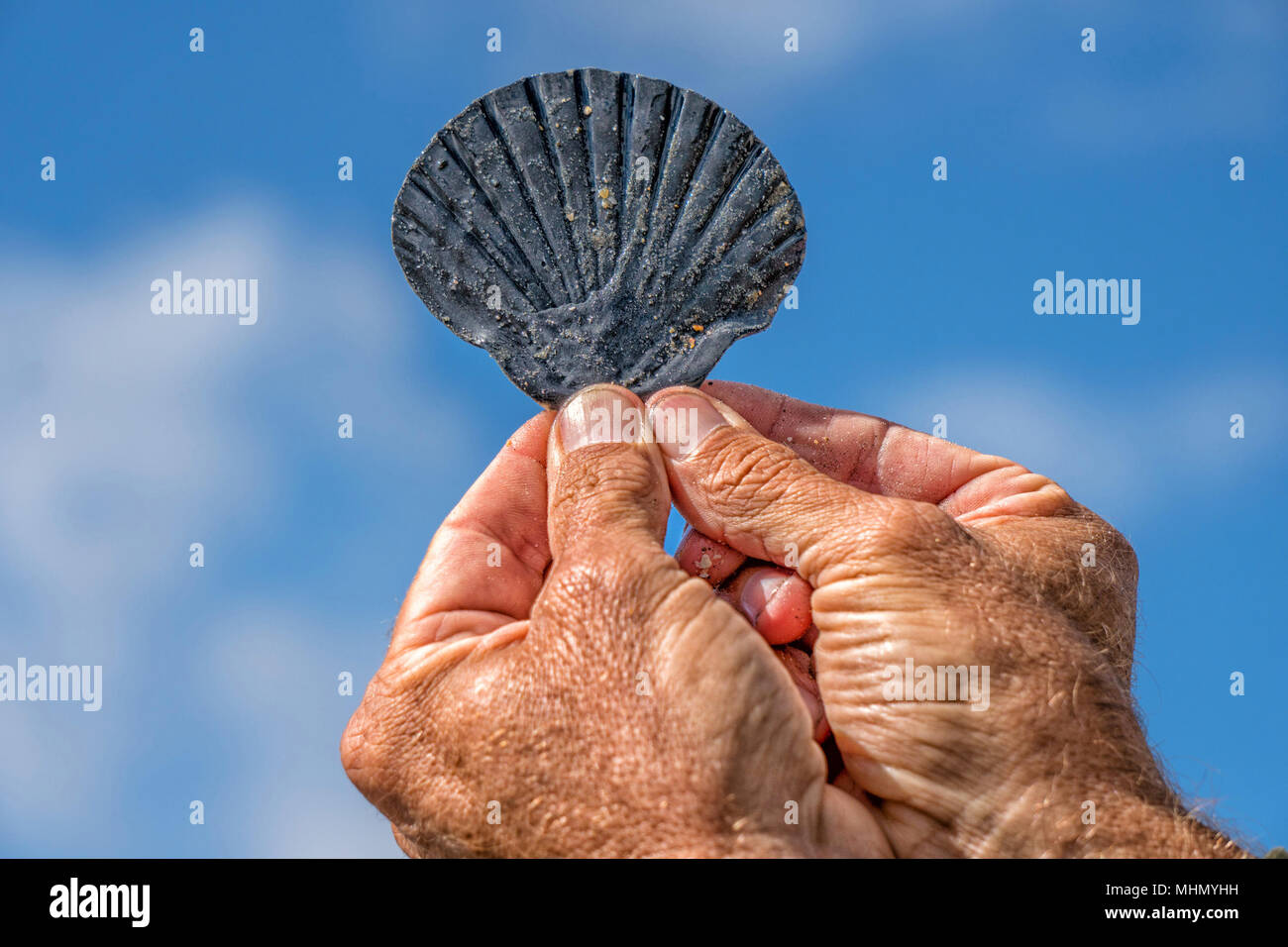 Hand with a shell like in the sky background Stock Photo - Alamy