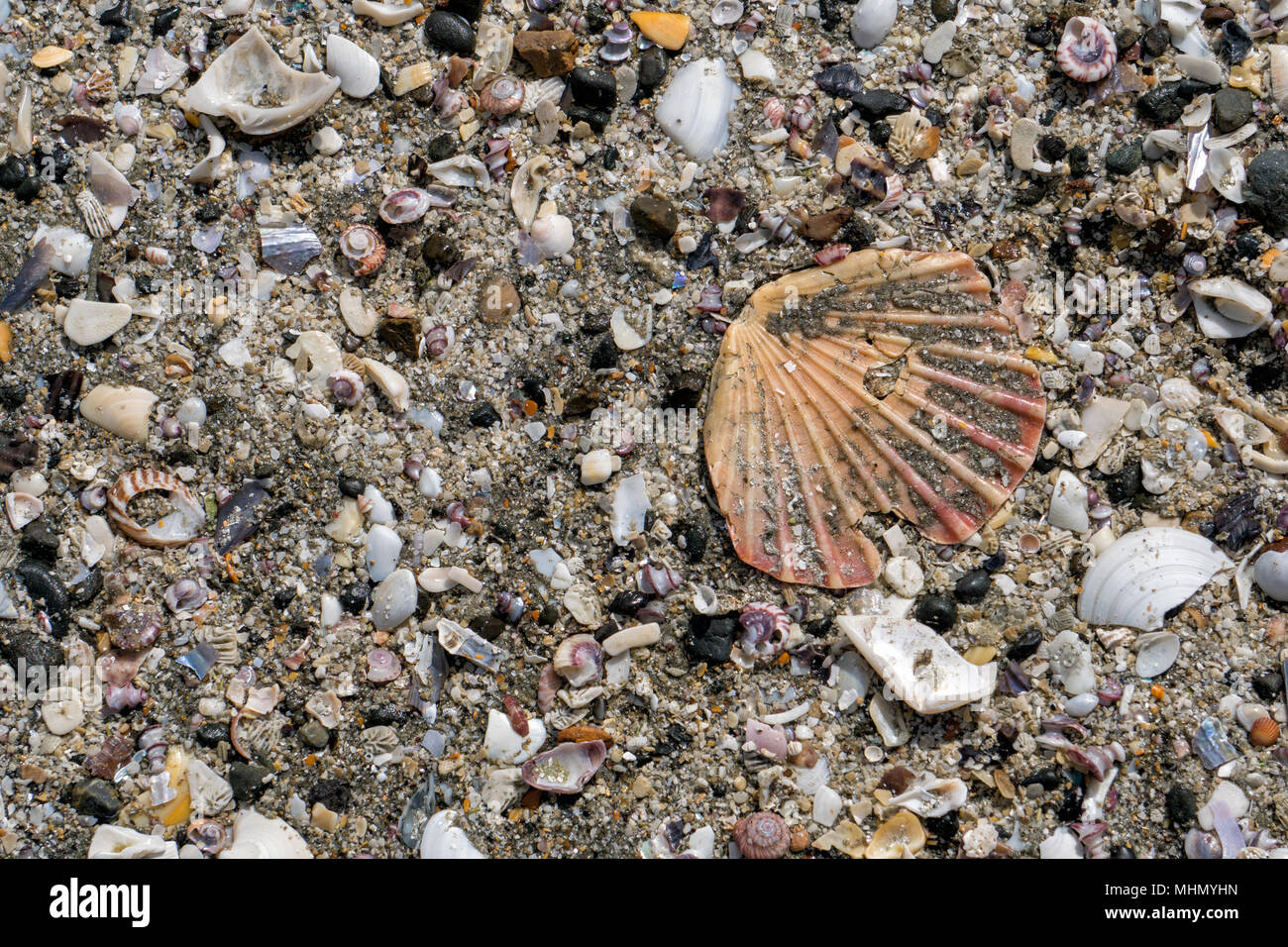 Shells on Onetangi NEw Zealand beach Thousand of different kind Stock ...