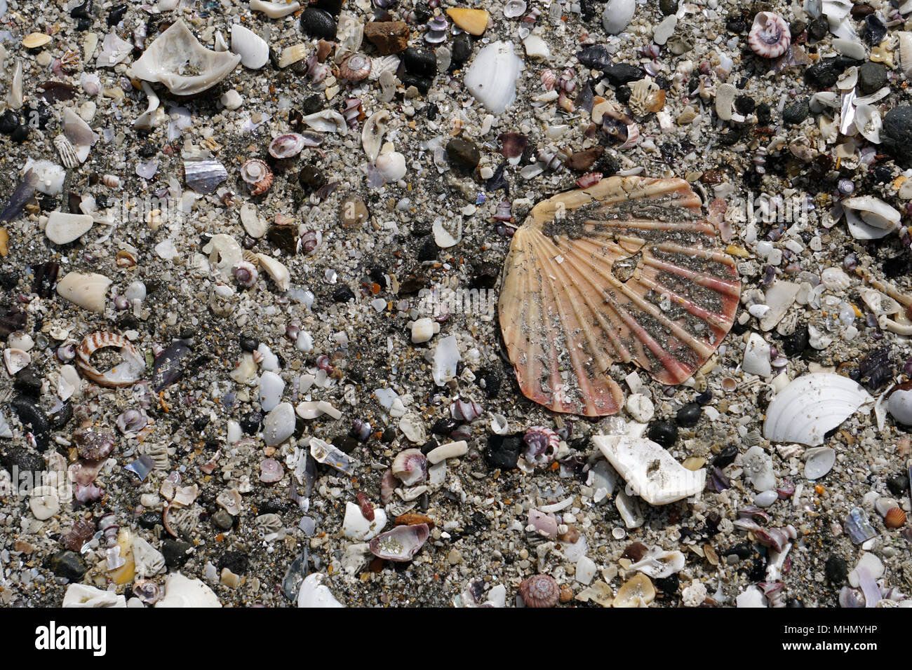Thousand shells hi-res stock photography and images - Alamy