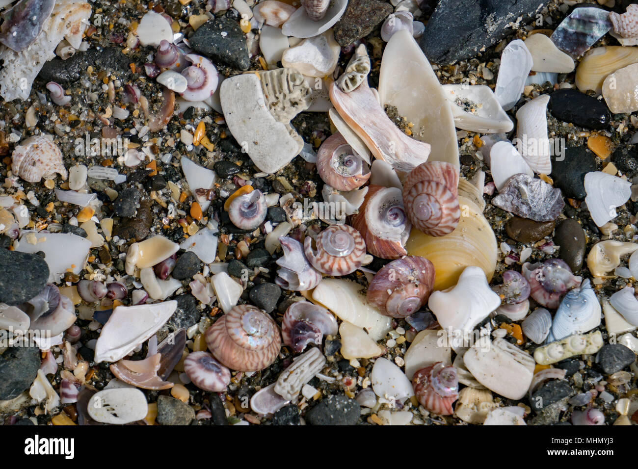 Shells on Onetangi NEw Zealand beach Thousand of different kind Stock ...