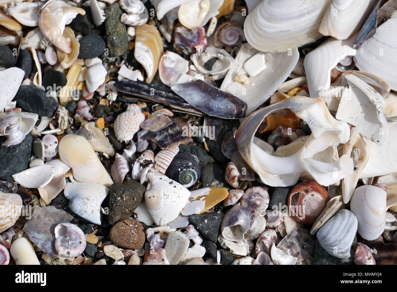 Shells on the beach Thousand of different kind Stock Photo - Alamy