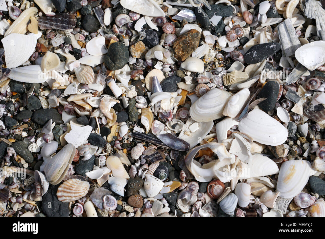 Shells on the beach Thousand of different kind Stock Photo - Alamy