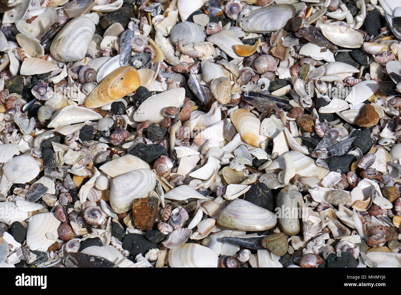 Shells on the beach Thousand of different kind Stock Photo - Alamy