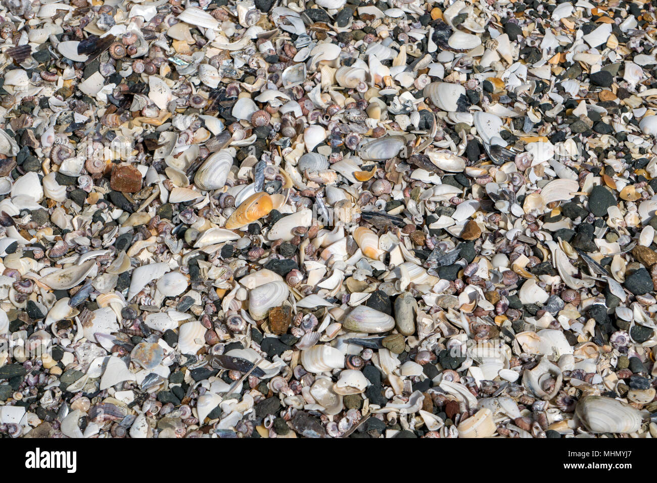 Shells on Onetangi NEw Zealand beach Thousand of different kind Stock ...