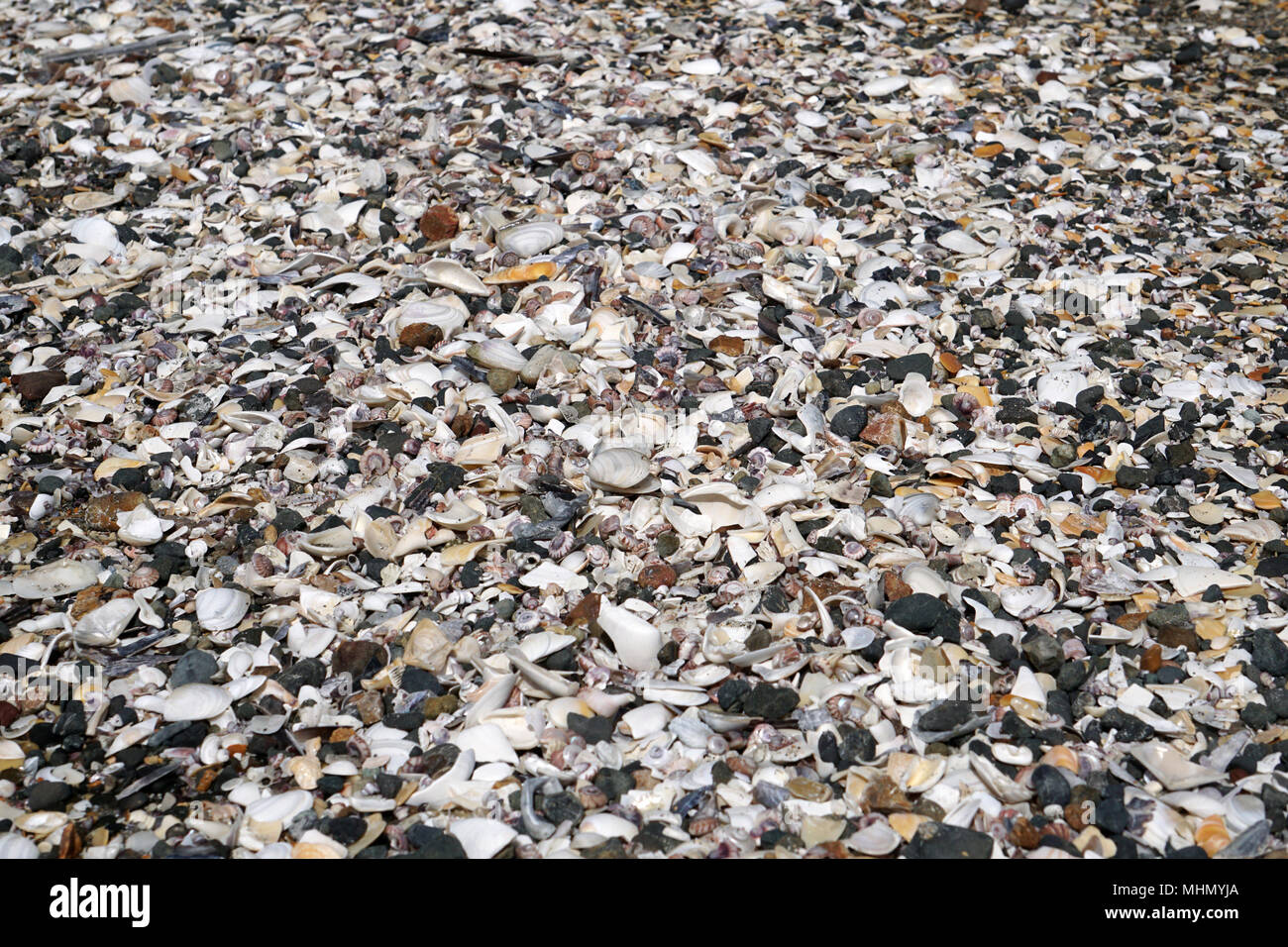 Thousand shells hi-res stock photography and images - Alamy