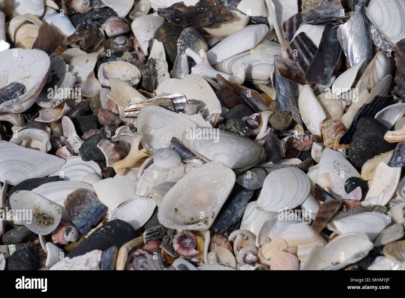 Thousand shells hi-res stock photography and images - Alamy