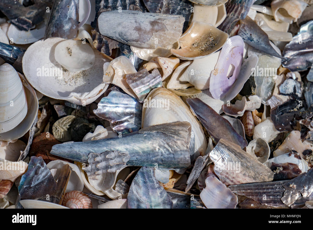 Shells on Onetangi NEw Zealand beach Thousand of different kind Stock ...