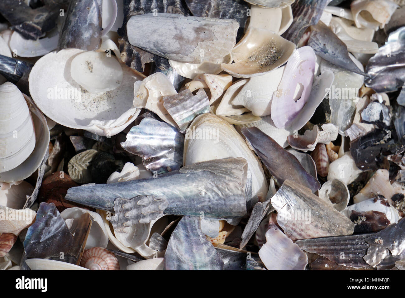 Thousand shells hi-res stock photography and images - Alamy