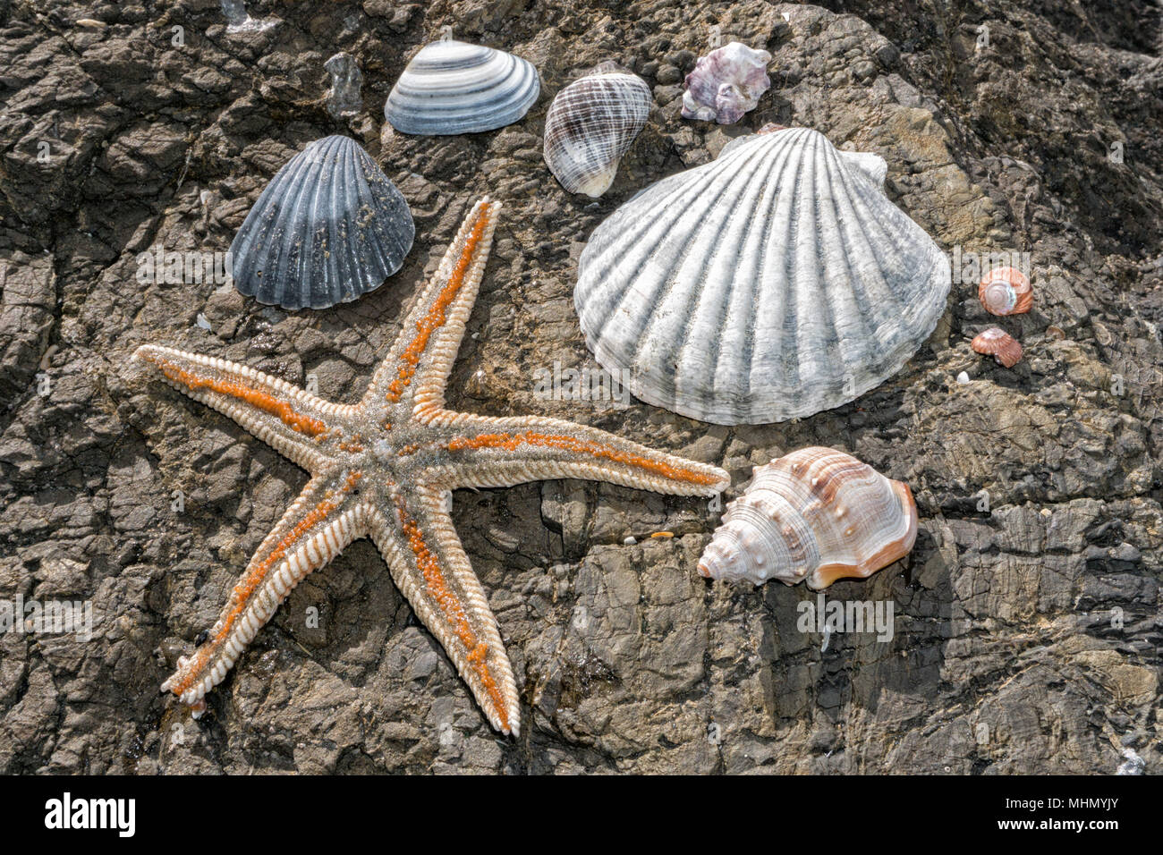 Shells on the beach Thousand of different kind Stock Photo - Alamy