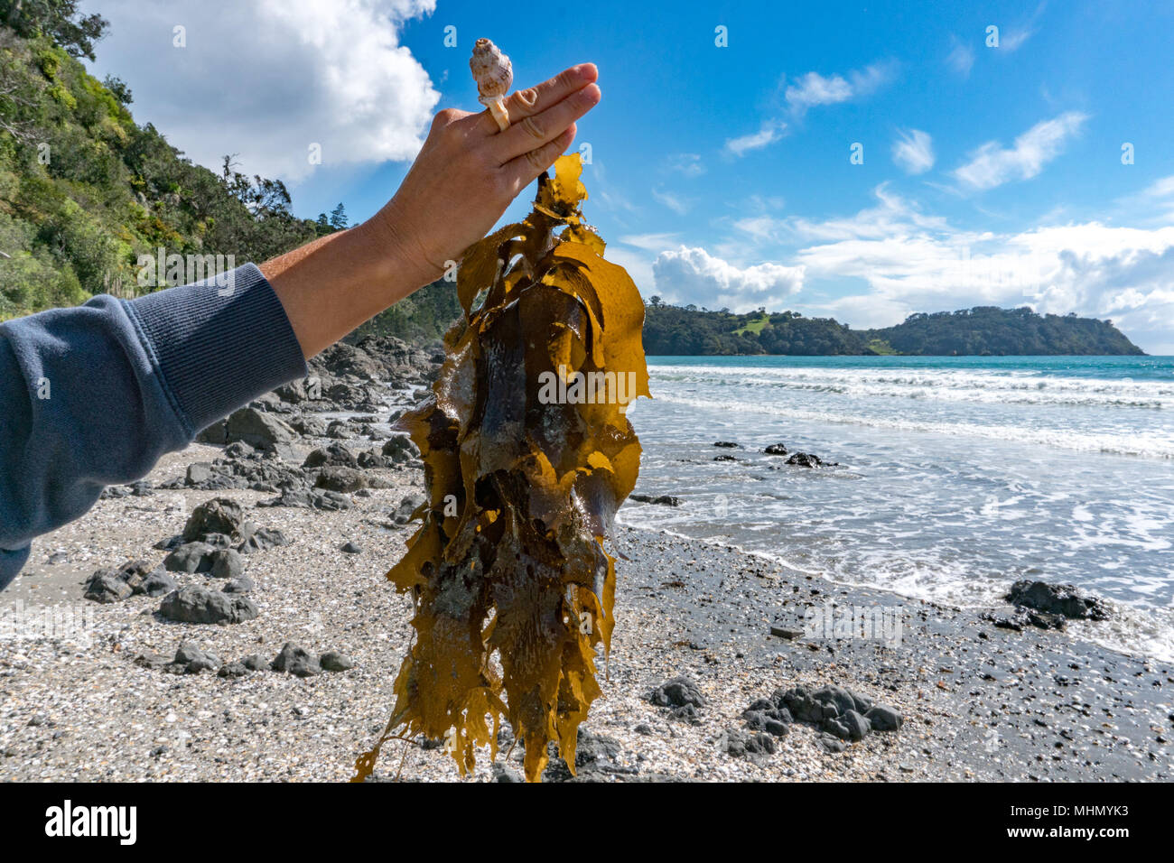 kelp seaweed on the beach Stock Photo - Alamy